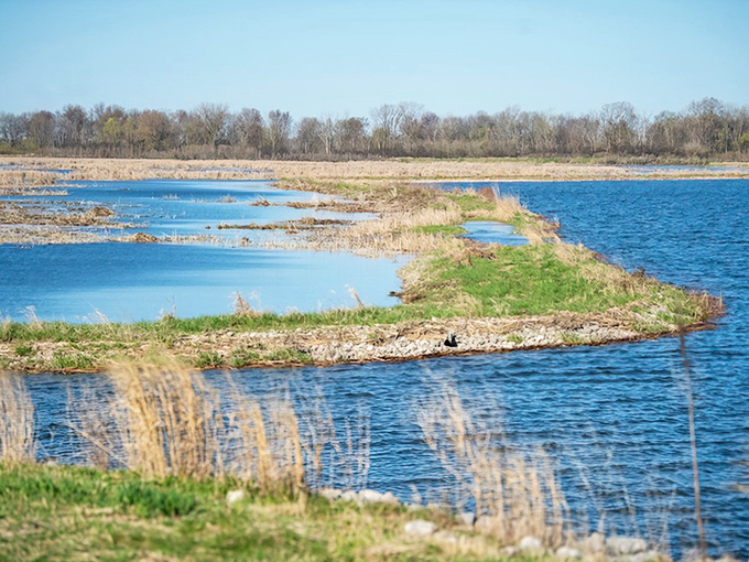 Where water meets wilderness: Shiawassee's wetlands create a mosaic of blue and green, nature's patchwork quilt spread across Michigan's landscape.