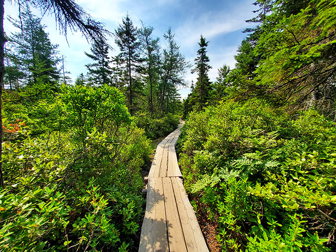 Nature's own boardwalk invites you into a world where spruce trees stand guard and adventure awaits around every corner.