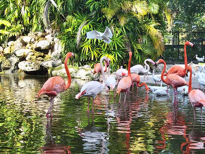 These flamingos are living their best life, and honestly, can you blame them for showing off those gorgeous pink feathers?
