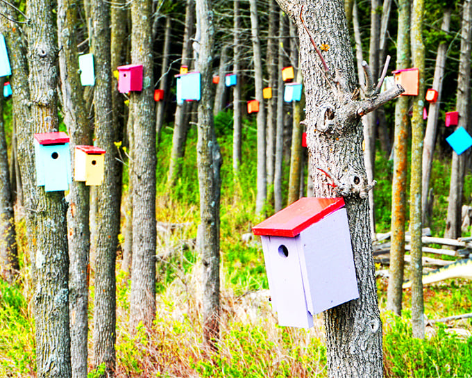 A whimsical woodland transformed into an avian paradise, where colorful birdhouses create a patchwork of tiny homes among the trees.