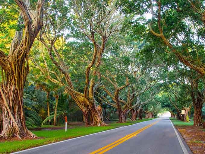 The Martin Grade Scenic Highway stretches ahead like nature's own welcome mat, inviting travelers into a world where trees still write the rules and asphalt knows its place.