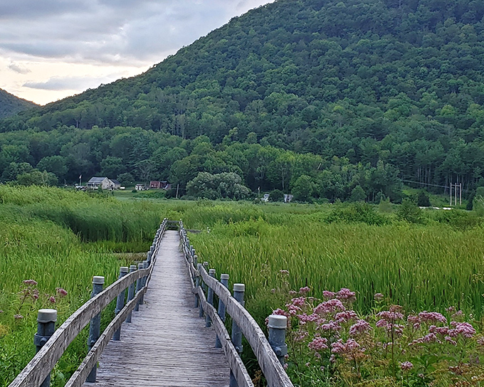 West Rutland Marsh: A wooden pathway to wilderness, where time slows down and nature's symphony plays on repeat.