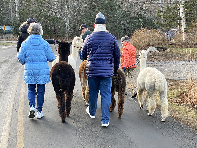 The welcome wagon at Cape Newagen Alpaca Farm comes with four legs and a goofy grin that'll make your heart grow three sizes.