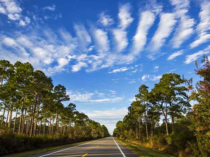 That open road feeling hits different when you're surrounded by towering pines and endless blue skies on Florida's best-kept secret.