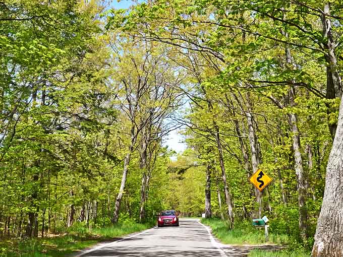 Nature's own cathedral: The famous M-119 Tunnel of Trees creates a mesmerizing green canopy that transforms driving into a magical experience.
