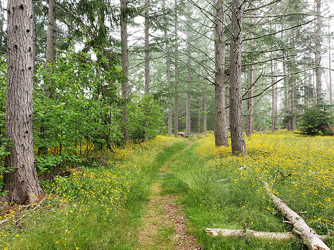 Witherle Woods welcomes visitors with a sunlit path through wildflowers, nature's version of rolling out the yellow carpet.