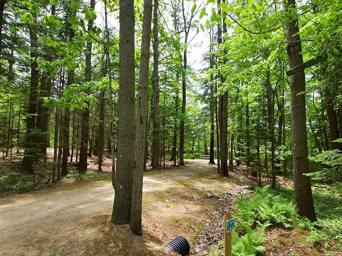 Winding paths through towering pines invite exploration at Wolfe's Neck Woods State Park, where nature's majesty unfolds with every step.