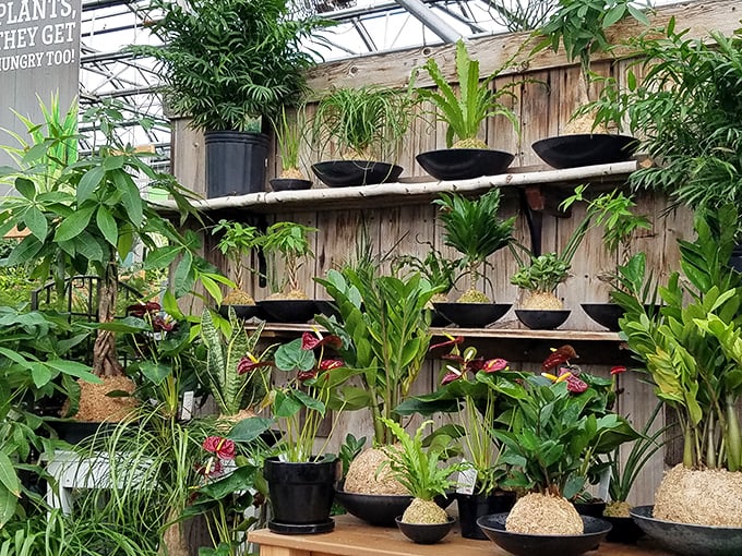 The Garden of Eatin' Cafe exterior welcomes visitors with its charming greenhouse structure, promising a unique dining adventure.