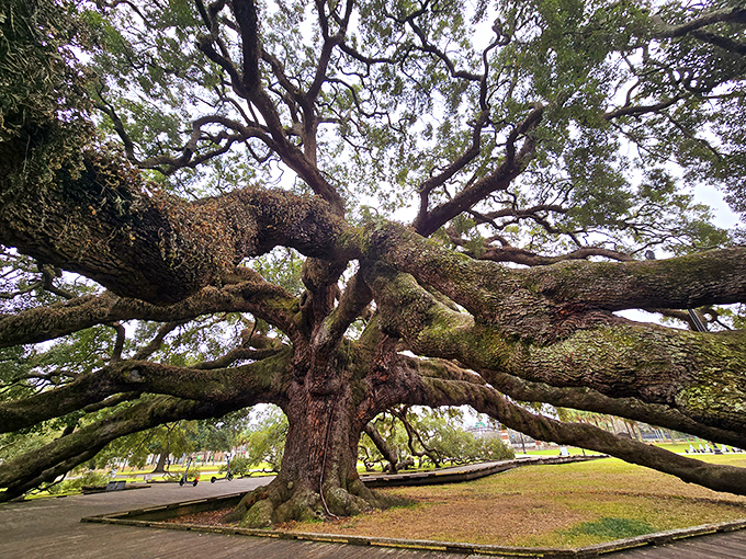 Looking up through the Treaty Oak's canopy feels like peering through nature's stained glass window, each leaf filtering sunlight.