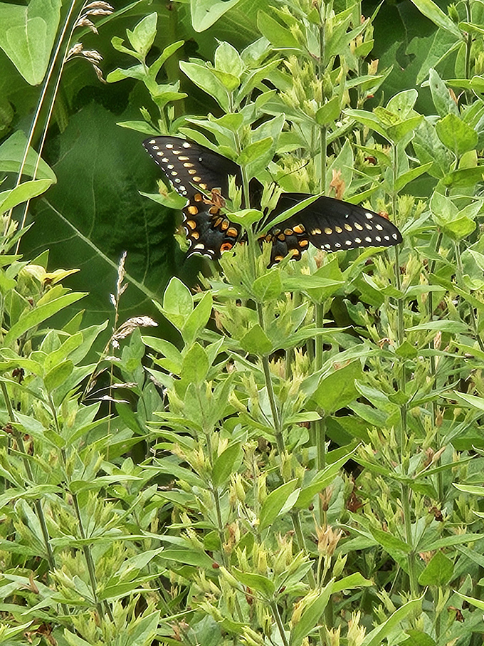 A black swallowtail butterfly pauses for a mid-flight snack, its wings like stained glass windows catching the sunlight between delicate sips of nectar.