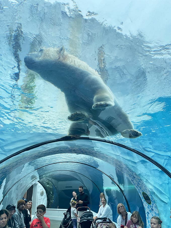 A polar bear strolls above the viewing tunnel, giving visitors below a perspective few people ever experience outside of very specific, very expensive documentaries.