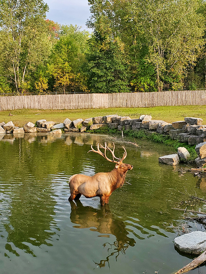 Elk-cellent view! This magnificent bull seems to be posing for his dating profile picture.