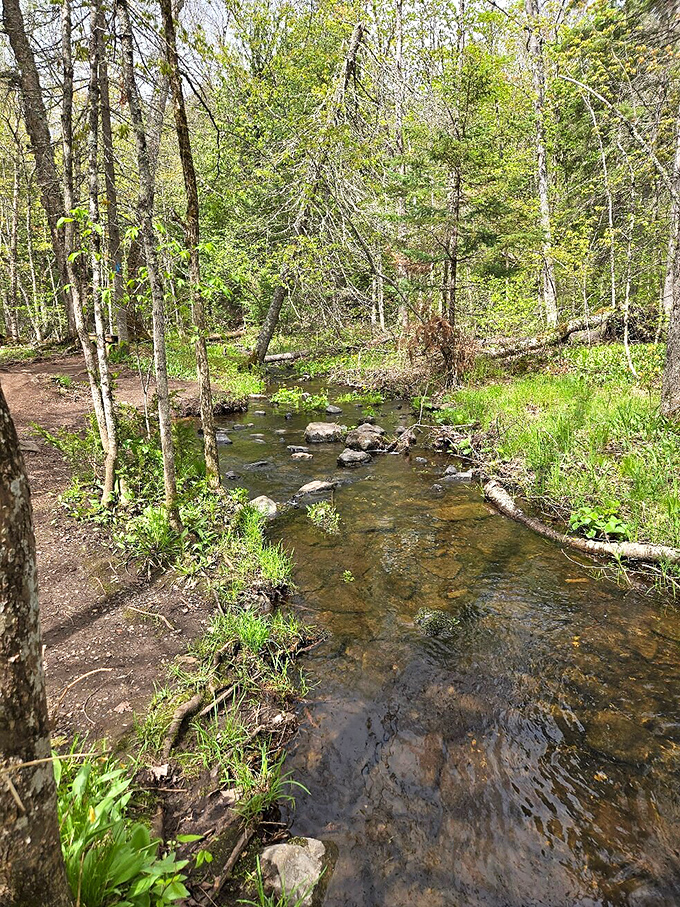 Crystal clear waters meander through the forest floor, a gentle prelude to the dramatic falls waiting downstream.
