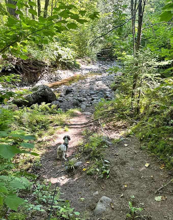 A playful pup explores the rocky streambed where crystal waters have carved their patient path through Minnesota's northern wilderness for millennia.