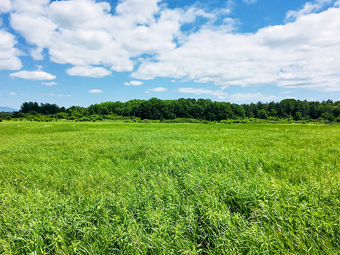 Tall grasses wave in the breeze under Vermont's famously big sky, a reminder of the land's agricultural heritage.