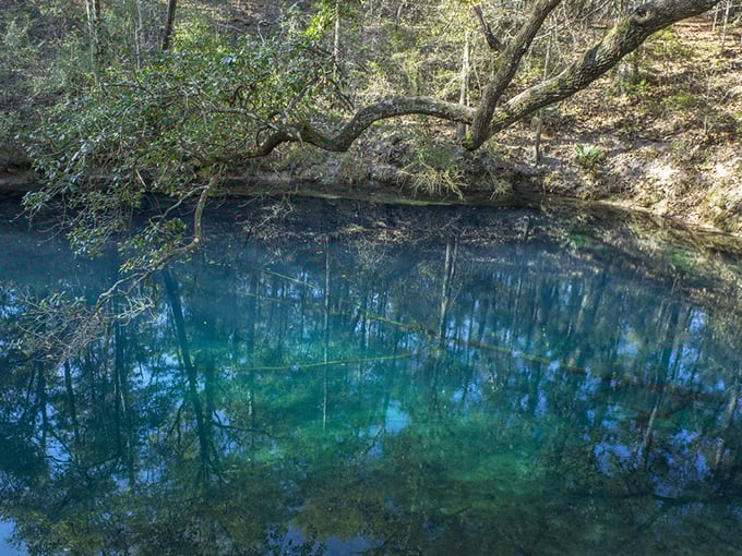 Leon Sinks' crystalline blue waters reflect the surrounding forest, creating a natural mirror that seems to connect two worlds.