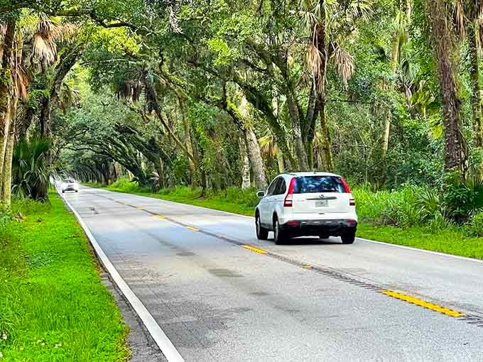 Cars pass through this natural wonder at a civilized pace, their drivers having figured out that rushing through paradise defeats the entire purpose of paradise.