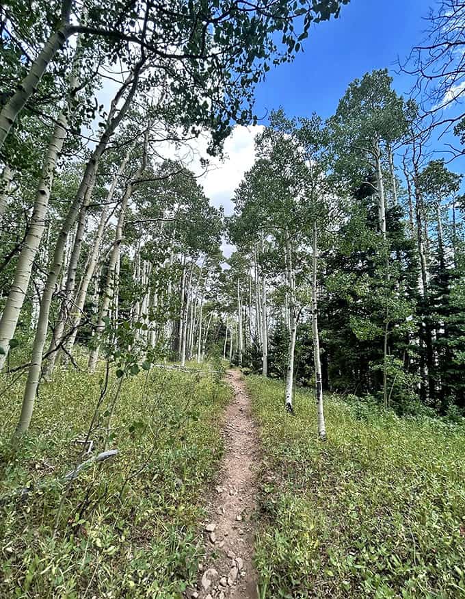 Sunlight filtering through aspens creates that magical dappled effect that makes you feel like you're walking through a living impressionist painting.