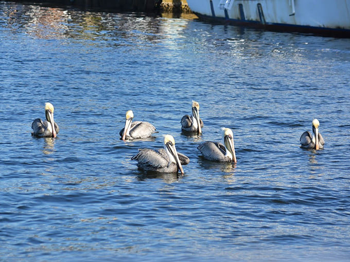 A parliament of pelicans glides past, these prehistoric-looking birds adding their own charm to the already wildlife-rich waters you'll explore.