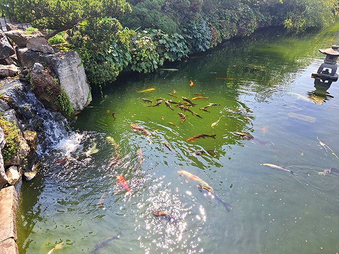 Sunlight dances across the rippling water where ornamental carp gather like gossiping neighbors whenever anyone approaches the edge.