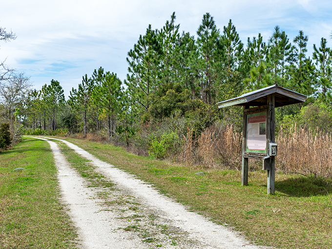 This unassuming trail marker stands sentinel, guiding wanderers through wilderness with quiet authority.
