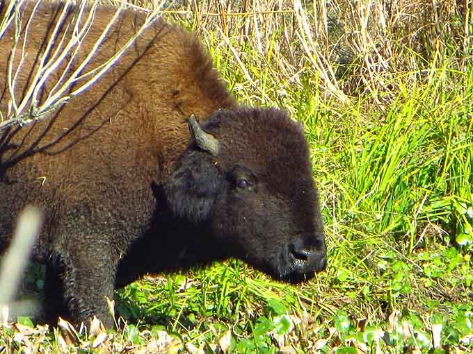 That face says "I've been here longer than your great-great-grandparents, and I'll be here long after you leave."