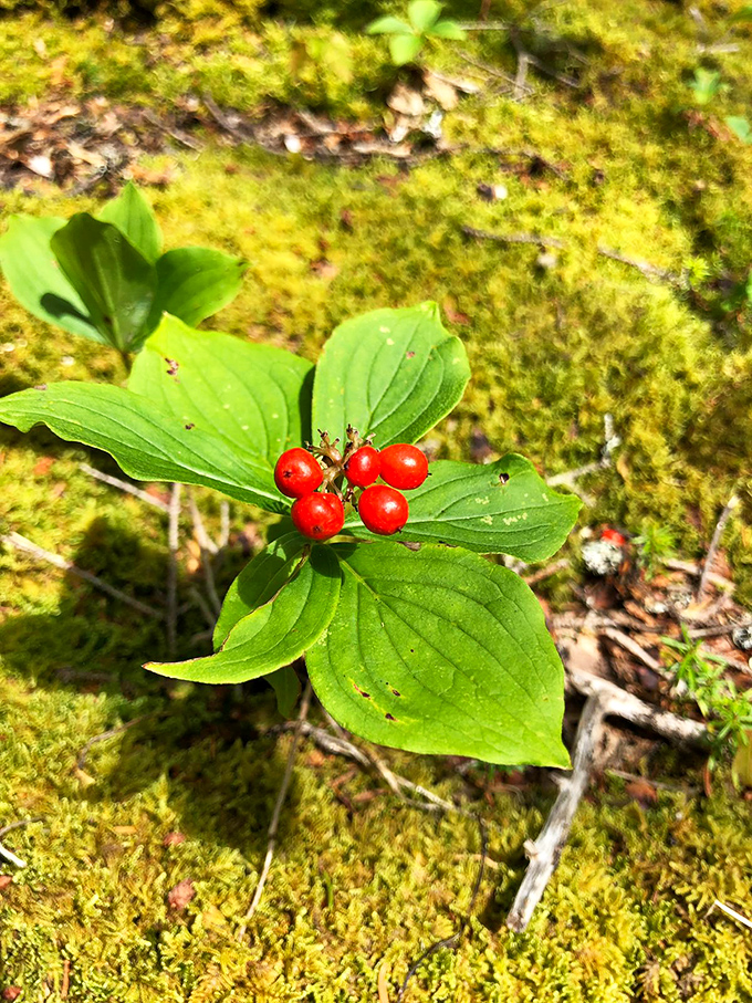 Trail snacks, courtesy of Mother Nature: Wild bunchberries add pops of red against the moss, like nature's own trail mix scattered along the path.