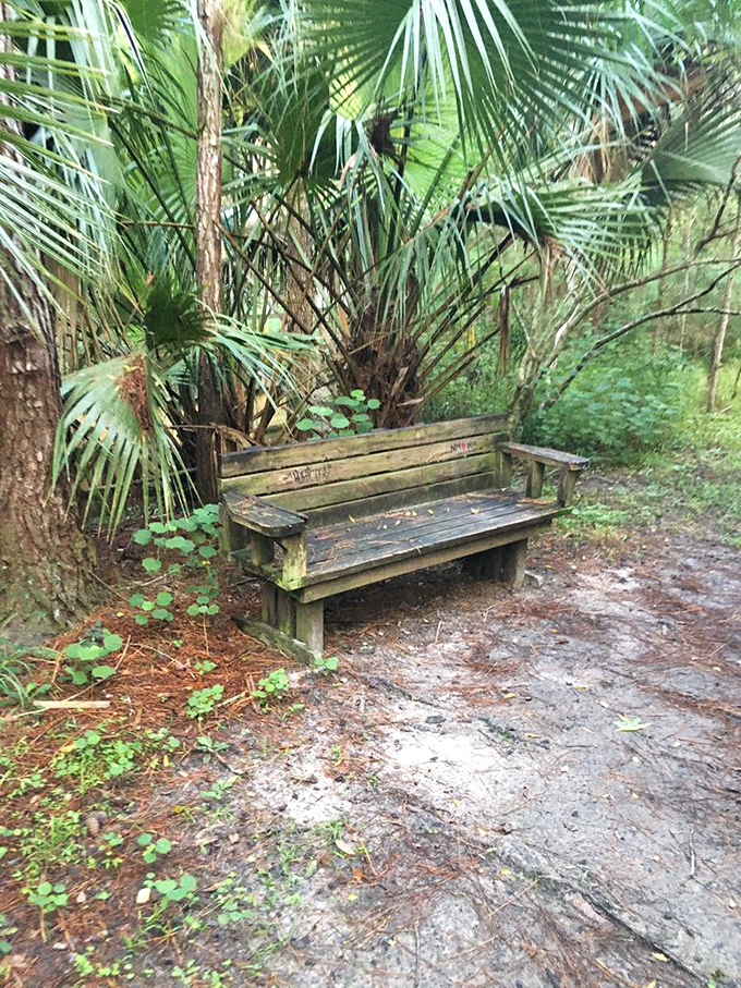This weathered bench offers weary hikers a moment of contemplation, surrounded by the whispers of palm fronds and distant bird calls.
