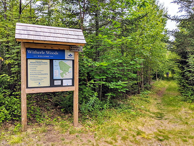 The Witherle Woods sign stands as a humble introduction to the natural spectacle waiting just beyond, no flashy advertising needed.