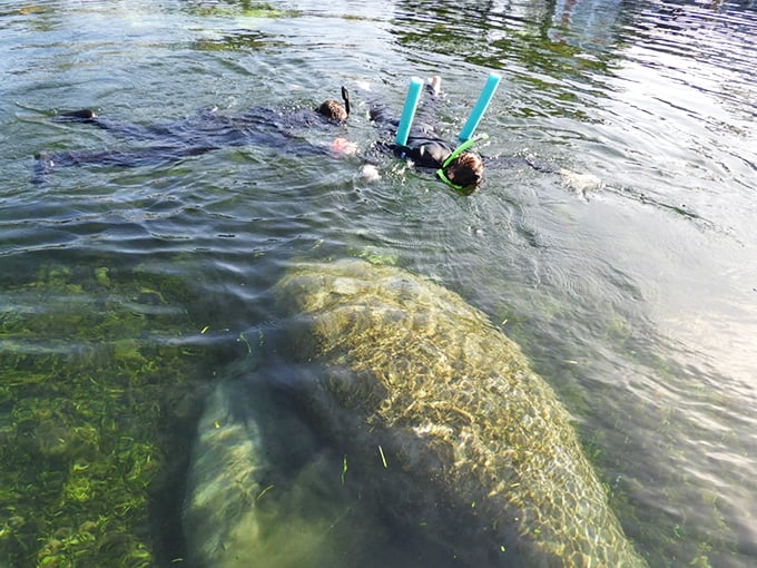 A snorkeler glides above a resting manatee. The crystal-clear spring waters offer unparalleled visibility for observing these magnificent creatures.