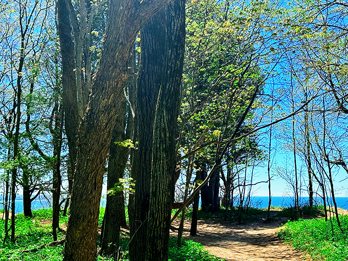 Ancient trees frame this sunlit forest path, creating a natural cathedral ceiling that filters light like stained glass windows.