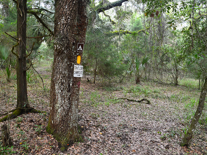 Rustic trail markers guide adventurers through the wilderness, silent sentinels ensuring explorers find their way back to civilization.