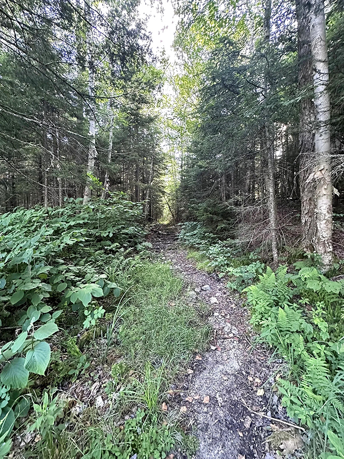 Sunlight filters through the dense canopy, creating a green tunnel that seems to lead straight into the pages of a fantasy novel.
