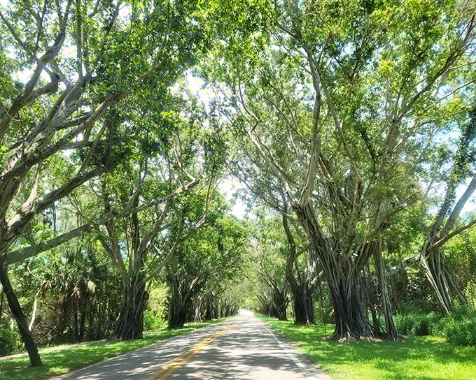 Driving through this green cathedral feels like entering another world &ndash; one where nature still reigns supreme.