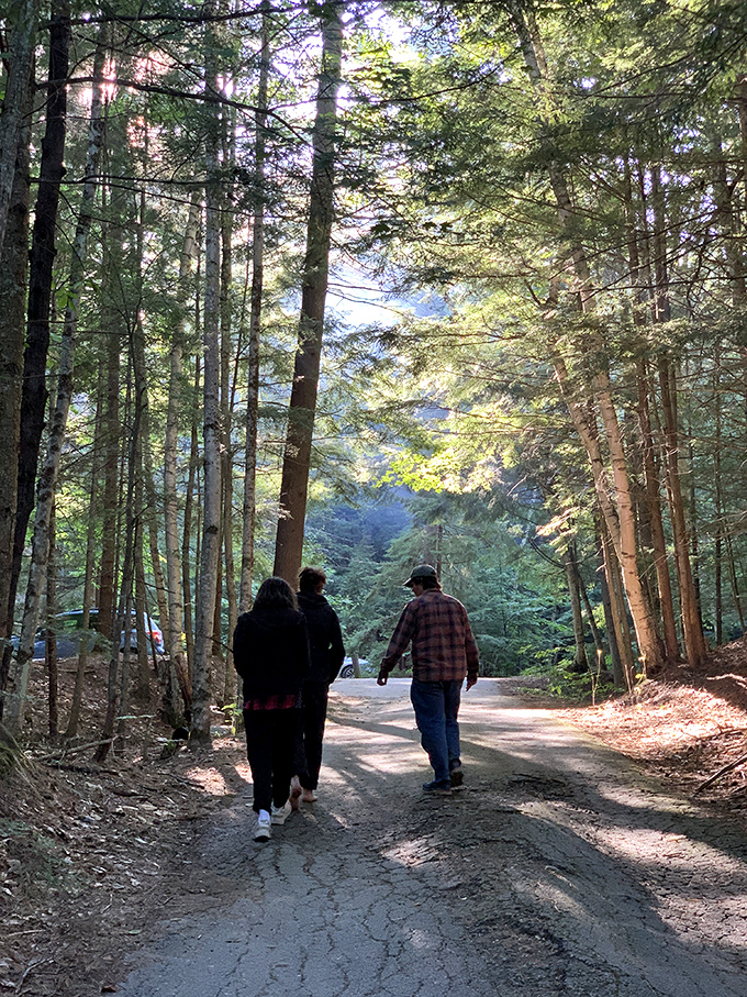 Fellow explorers wander the forest path, perhaps discussing life's mysteries or simply debating which trail snack to break into next.