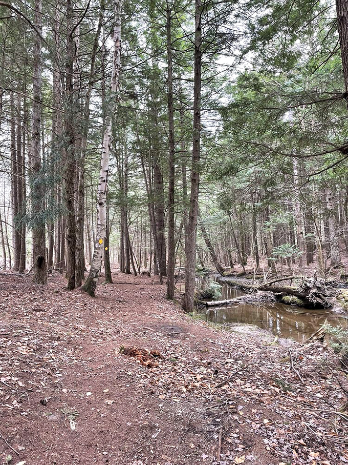 Sunlight plays hide-and-seek through emerald canopies along this well-maintained trail, inviting explorers of all ages forward.