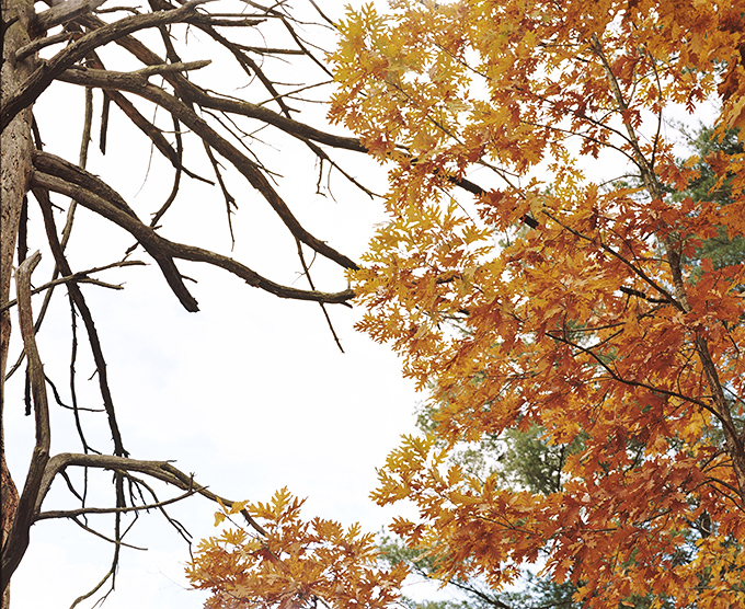 Autumn paints City Center Park in fiery hues, transforming everyday branches into nature's most spectacular seasonal art installation.