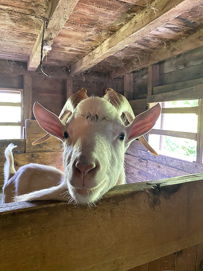 A goat peeks through barn slats, the rustic wood framing an inquisitive face that seems to ask, "Coming to visit me today?"
