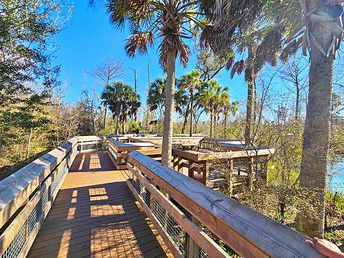 Nature's catwalk: The wooden boardwalk offers front-row views of Florida's aquatic wonders without disturbing the delicate ecosystem below.