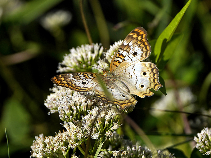 Nature's jewelry &ndash; a white peacock butterfly pauses to refuel, showing off wings that look like they were painted by a master artist.