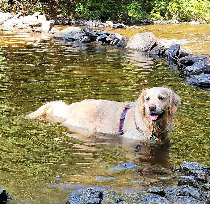This golden retriever demonstrates proper summer etiquette: find water, get completely soaked, repeat until thoroughly refreshed.
