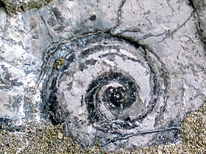 Nature's spiral, captured in stone &ndash; the organic patterns that inspired Barber's artistic vision throughout his creations.