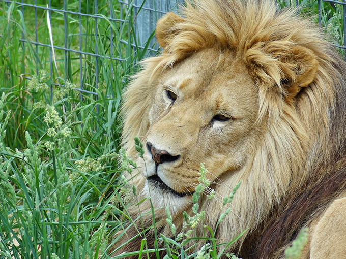Royal repose: A male lion surveys his domain with the quiet confidence that comes from being apex predator.