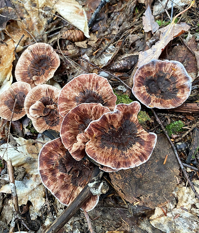 Woodland mushrooms add splashes of unexpected color along the forest floor &ndash; nature's decoration on the journey to frozen wonders.