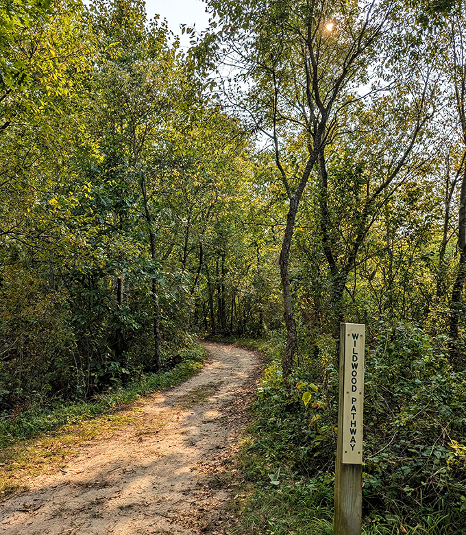 The Wildwood Pathway beckons with promises of forest secrets, where sunlight filters through leaves creating nature's own stained-glass effect.