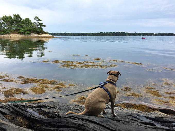 Even four-legged friends appreciate Maine's coastal splendor, though they're probably more interested in what might be swimming nearby.