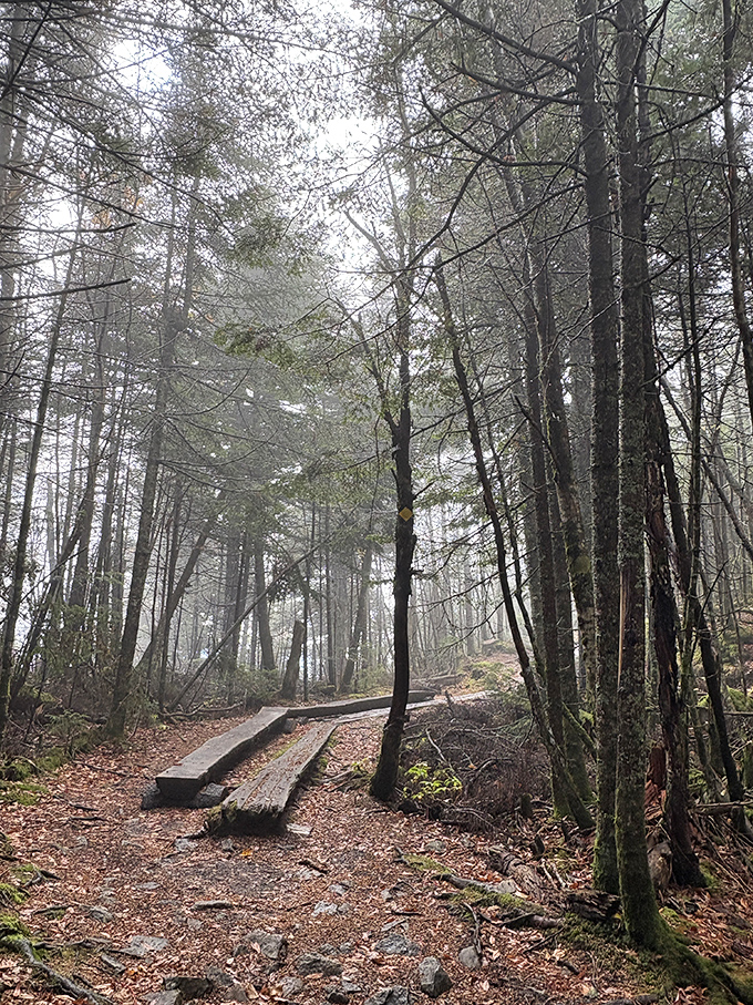 Misty forest passage where Ascutney's trails disappear into atmospheric mystery, inviting hikers to discover what lies beyond the fog.