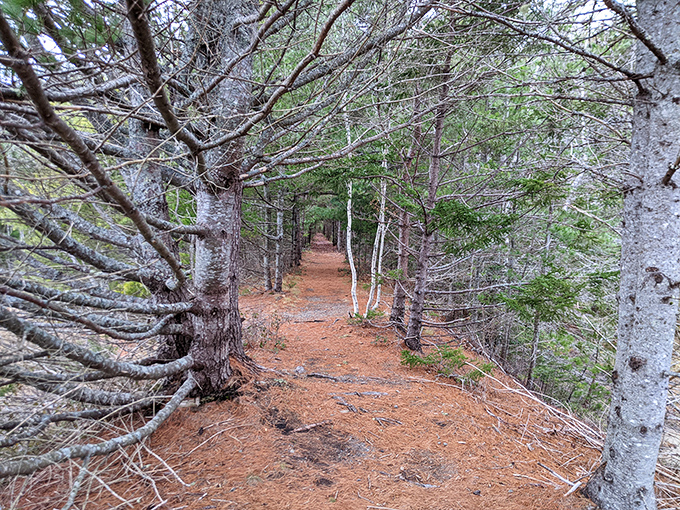 Nature's hallway: Towering pines create a living corridor that guides visitors through a timeless Maine woodland experience.