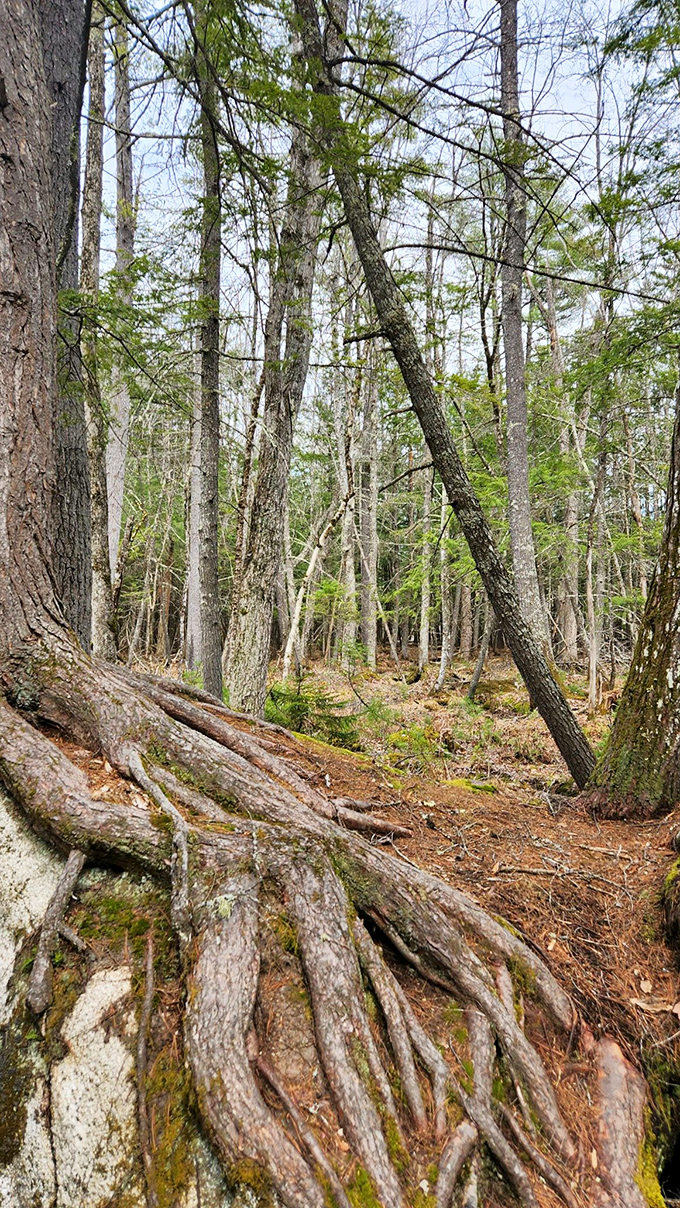 Exposed tree roots create nature's own sculpture garden, centuries of growth revealed in twisted wooden patterns.