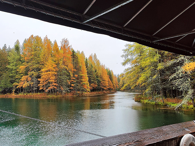 Fall transforms Kitch-iti-kipi into a color explosion, with amber and crimson trees creating a fiery frame around the cool blue waters.